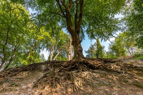 Exposed Root Structure Of An Old Tree In Sussex Woodland On A Summer S