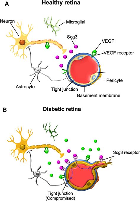 The Neurovascular Units Nvu And Scg3 In Healthy And Diabetic Retina