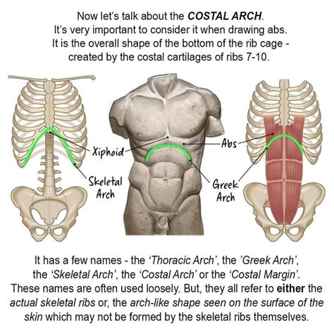 Pin By Jorge Humberto Cuca Villegas On Anatomia In 2024 Human Anatomy