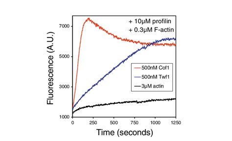 Twf1 Accelerates Actin Assembly Seeded By Pre Formed Filaments 3 M