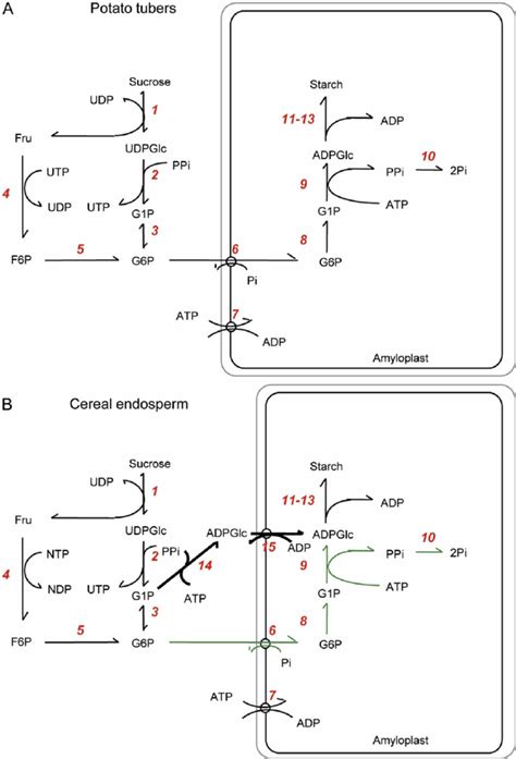 Outline Of The Biochemical Pathways Of Starch Synthesis In