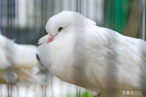 大鵬灣神秘鳥地方 鳥仔咖漫步鵬村濕地公園悠遊紅樹林 甘單共