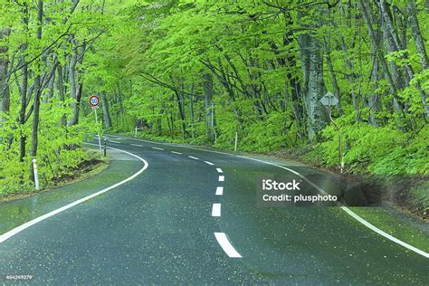 Jalan Basah Di Hutan Hijau Foto Stok Unduh Gambar Sekarang Alam