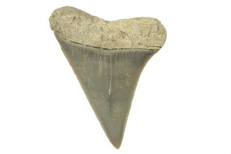 1 44 Fossil Mako Tooth Lee Creek Aurora Nc 294748 For Sale