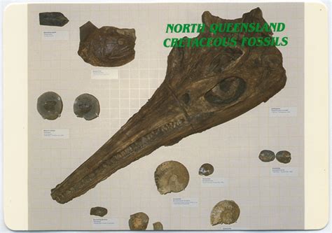 Cretaceous Fossils Of North Queensland Queensland Museum Queensland