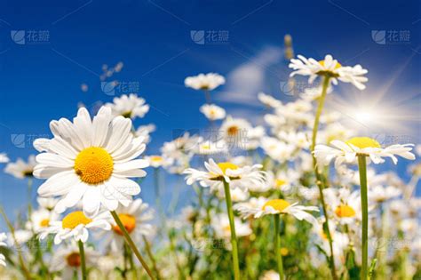 美水平画幅甘菊花夏天户外草特写植物植物学花头