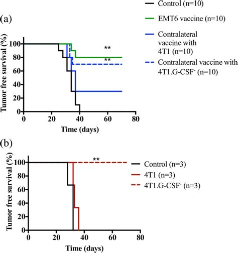 Prophylactic Vaccination With 4t1g Csf⁻ Cells A Balbcbyj Mice