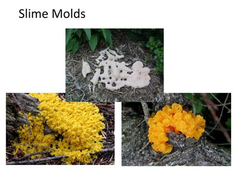 Ppt Kingdom Classification Powerpoint Presentation Free Download