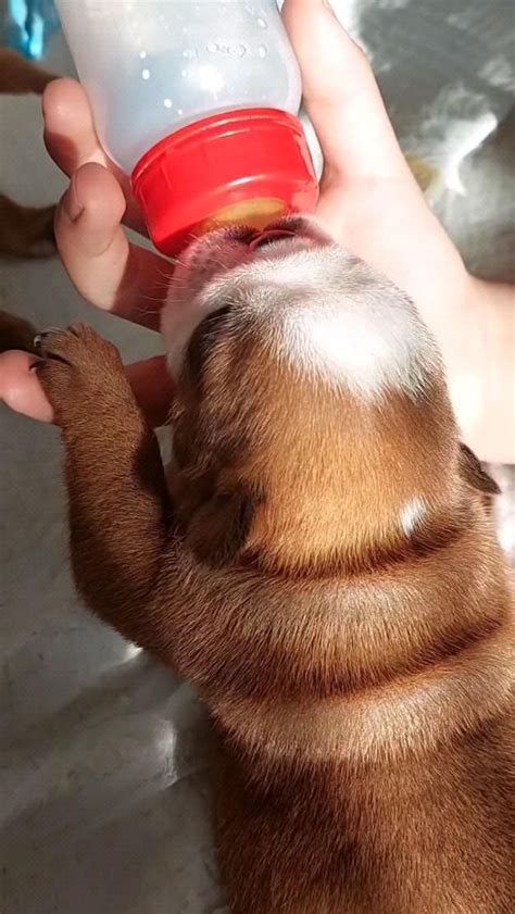 English Bulldog Puppies 🤍 Dogs Animals Puppy So Cute Funny Adorable
