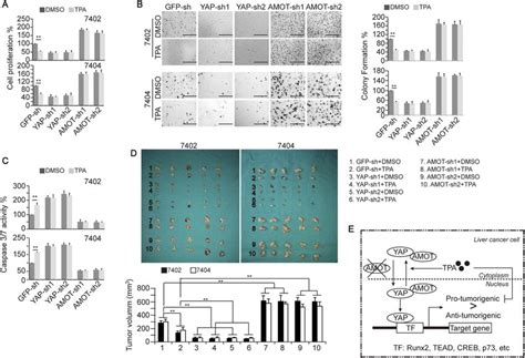 Tpa Inhibits Transformative Phenotypes In Liver Cancer Cells Via Yap