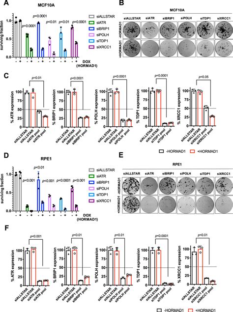 Hormad1 Drives Atr Brip1 Polh Tdp1 And Xrcc1 Dependencies In