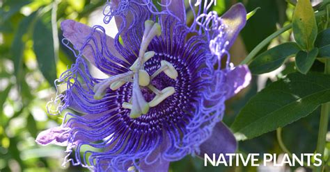 Where To Buy Native Plants In Mississippi