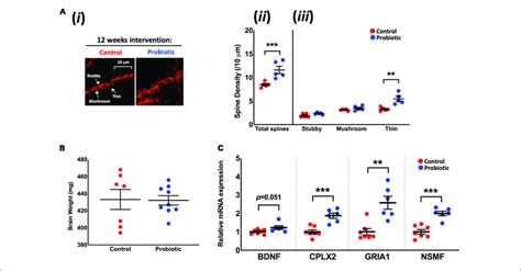 Neuronal Spine Density And The Mrna Levels Of Cognition Related Genes