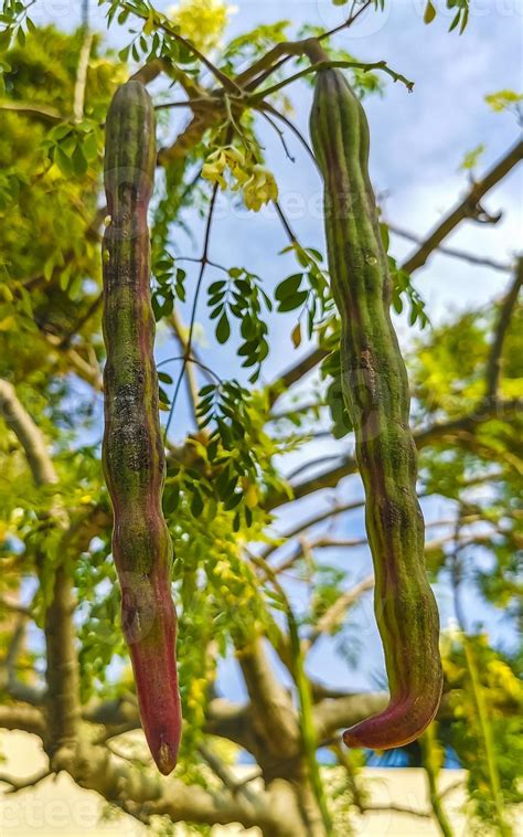 Semillas De árbol De Moringa En árbol Verde Con Cielo Azul México