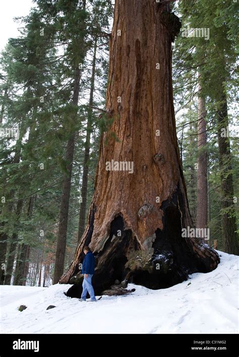Sequoia Tree High Resolution Stock Photography And Images Alamy