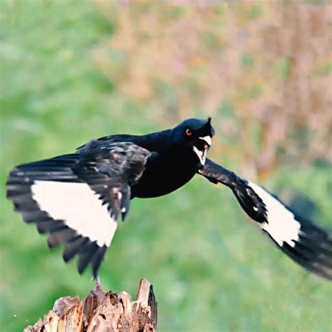 How To Tell The Gender Of A Bird？ Seno Bird Dna Test