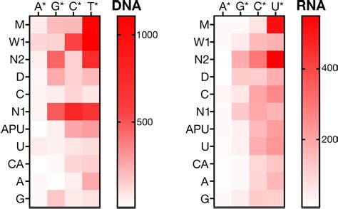Heat Map Of Fluorogenic Binding For The Abasic Left Dna And Right Download Scientific