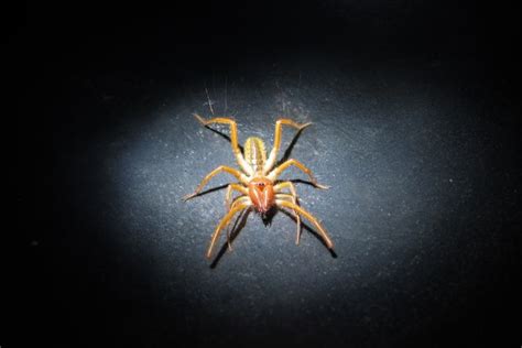 What Do Camel Spiders Eat Do They Really Eat Camels Whats That Bug