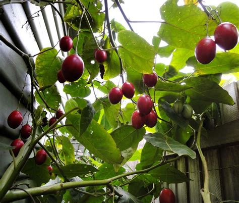 Download Numerous Tiny Tamarillo Fruits In A Tree Wallpaper Wallpapers Com