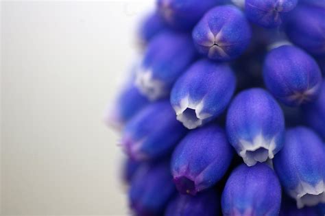 葡萄风信子 紫色的花朵 蓝色花朵 Pixabay上的免费照片