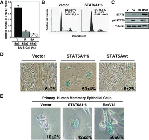 Stat5a Activation Induces Senescence In Human Cells A Download