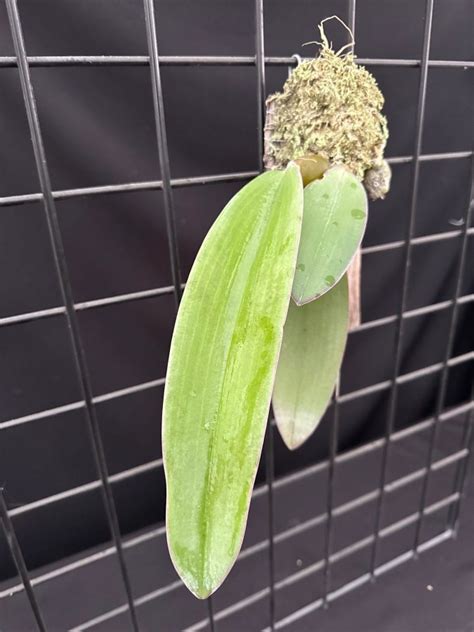 Bulbophyllum Phalaenopsis Mounted Feel Free To Email Requesting