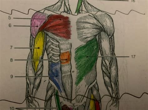 Muscular System Muscle Man Pt 2 Of Front Flashcards Quizlet