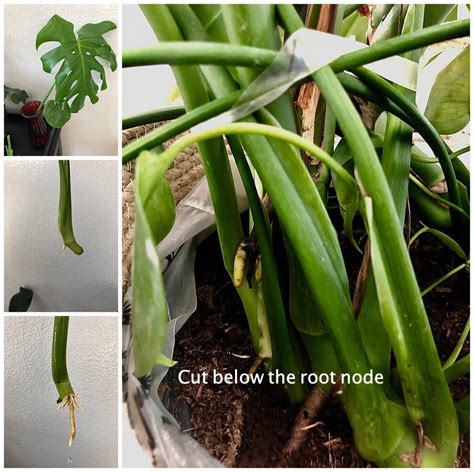 How To Propagate Monstera Deliciosa Merry Madden Blog