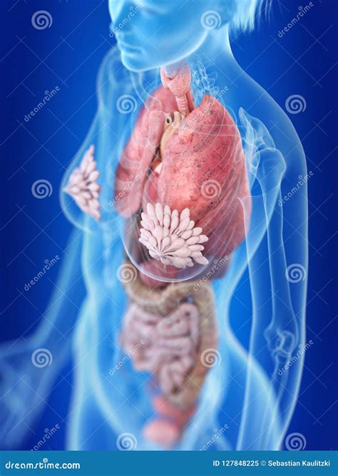 A Womans Thorax Anatomy Stock Illustration Illustration Of Woman