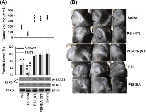 Tumor Regression After Stat3 Knockdown By Anti Stat3 Sirna Complexes