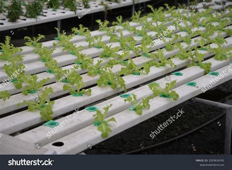 Hydroponic Nutrient Film Technique Nft System Stock Photo