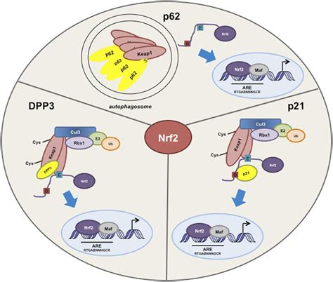The Emerging Role Of The Nrf2 Keap1 Signaling Pathway In Cancer