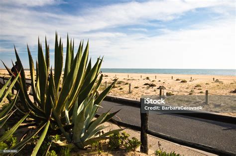 푸른 하늘과 화창한 날씨 빌라 모라 Algarve 포르투갈에 알로에 선인장 아름 다운 아름 다운 모래 해변에서 개념에 대한 스톡