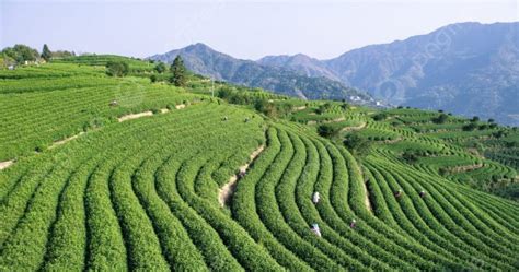 Budidaya Tanaman Teh