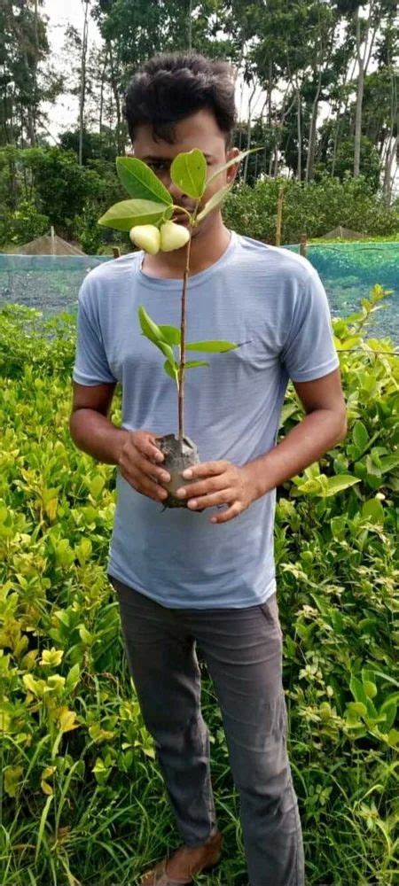 White Water Apple Plant At Rs 22piece Deganga Id 2854707544862