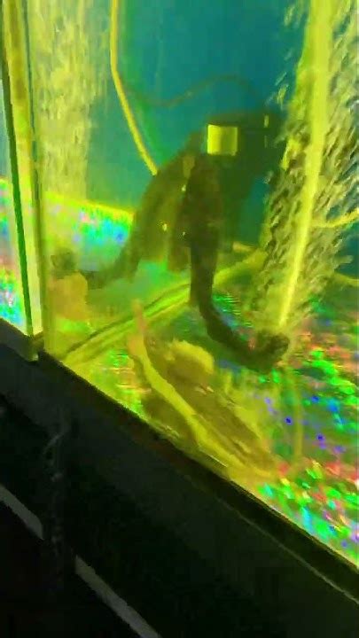 Hồng Vỹ Lêđìnhđứctv Youtube