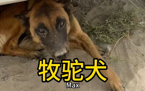 每一只狗都是带着使命来到你身边 如果Max失去这个使命 它应该会很难受吧 骆驼新星 骆驼新星 哔哩哔哩视频