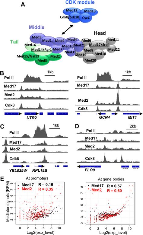Gene Specific Mediator Association A Schematic Diagram Of Mediator