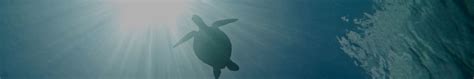 ウミガメシュノーケル 青の洞窟探検ツアー石垣島でアクティビティサンセットサップならマーレ石垣島