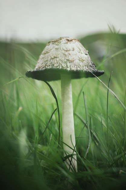 Premium Photo Close Up Of Mushroom On Grass