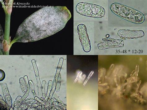 Erysiphe Betae Alchetron The Free Social Encyclopedia