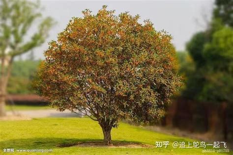 这秋景您就着桂花那才更美桂花树 知乎
