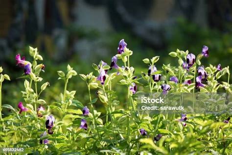 녹색 잔디에 보라색 팬 지 꽃입니다 낙관적인 여름 초원 풍경입니다 여름 정원에서 개화 꽃입니다 보라색과 노란색 꽃잎을 가진 작은 데이지 화 단에서 겸손 한 꽃입니다 밝은 봄