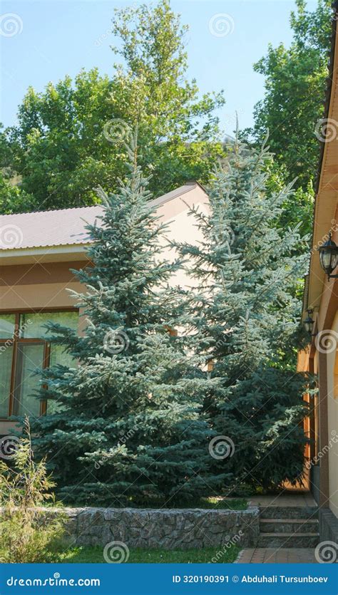 Juniper Trees In Atlas Stock Image 38299921
