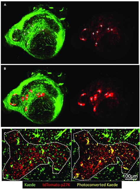 Photoconversion Of Kaede Protein In Tumor Slices A Full Size Image Of