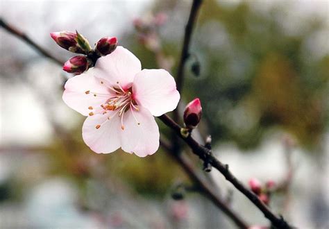 アーモンドの育て方、アーモンドの花｜東洋ナッツファンクラブ Tons Cafe アーモンドの花 花 栽培