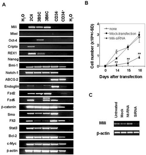 A Exclusive Expression Of Mili Piwil2 Gene In Pcscs Total Rna Was