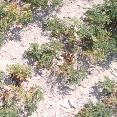 Multispectral Potato Plants Images Dataset Ninja