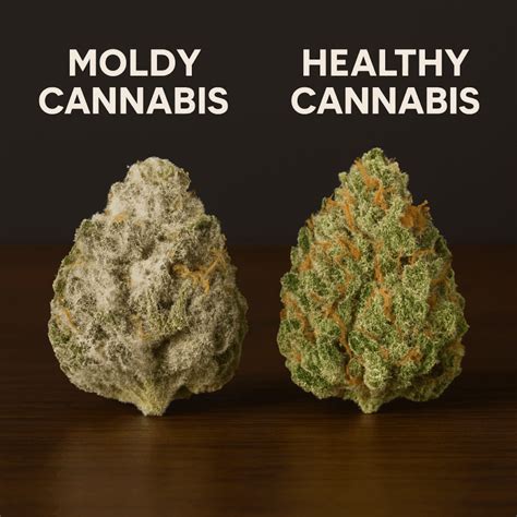 Moldy Cannabis How To Spot It Causes And Best Storage Tips