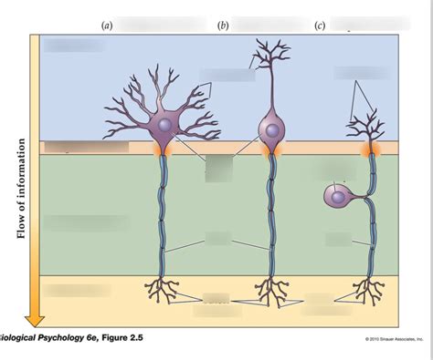Exam Study Chapter 2 Neuron Components Diagram Quizlet